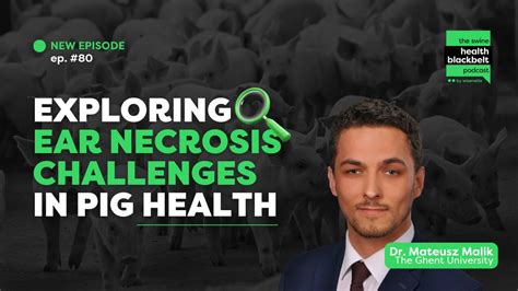 Exploring Ear Necrosis Challenges In Pig Health