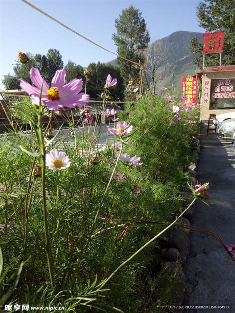 格桑花摄影图 自然风景 旅游摄影 摄影图库 昵图网