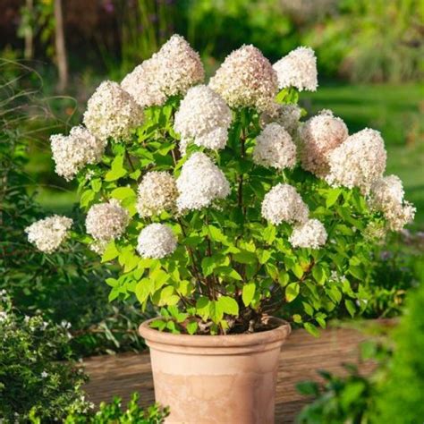 First Editions® Eclipse® Hydrangea Dewar Nurseries