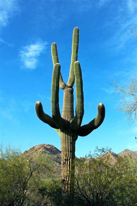 Saguaros Gigantes, Parque Nacional De Saguaro Imagem de Stock - Imagem ...