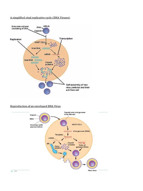 A Simplified Viral Replicative Cycle Pdf