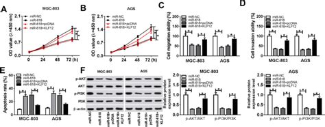 KLF12 Overexpression Alleviated The Restraint Effects On Cell