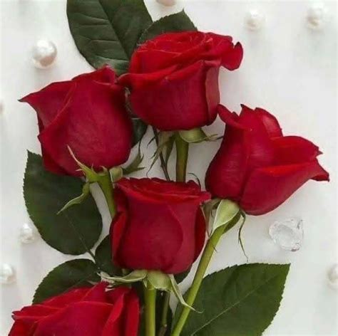 მანანა მანო მანჯგალაძე