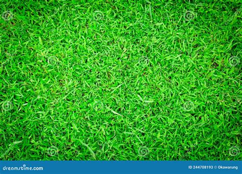 Green Grass Floor Texture Ideal For Use In The Design Backgroung Stock