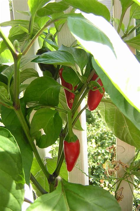 Growing Sweet Peppers In Containers And Pots