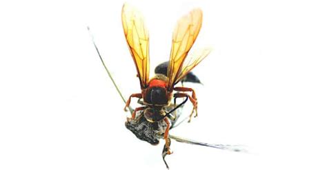 How To Get Rid Of Cicada Killer Wasps Safe And Effective Methods