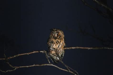 Seeing An Owl At Night Spiritual Meaning Its Good Or Bad