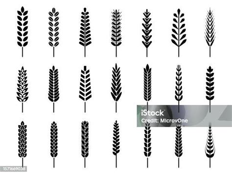 고립된 검은 밀 실루엣 아이콘 보리 호밀 귀 시리얼 농업 상징 계절 농장 유기농 빵 또는 수확 알맞은 벡터 표지판 보리에 대한 스톡 벡터 아트 및 기타 이미지 Istock