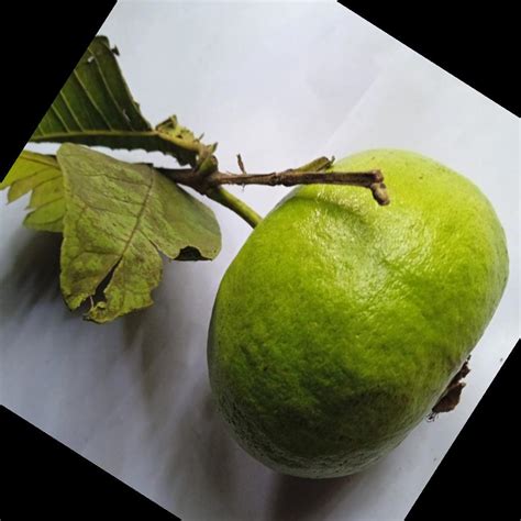 Fresh Guava Object Detection Dataset By Roadsigndetection