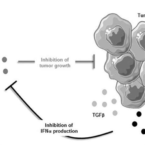 Tumor Infiltrating Plasmacytoid Dendritic Cells Pdc Correlate With