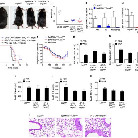 Effect Of Leptin Receptor Function Specifically Within Lung Epithelium Download Scientific