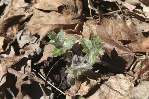 Online Virtual Flora Of Wisconsin Image Details