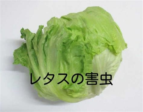 レタスの害虫の種類と対策｜アブラムシには銀線の防虫ネット