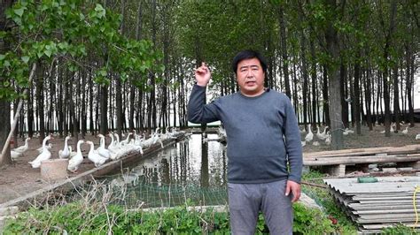 果园除草养多少只鹅合适一亩地超过这个数果树要遭殃 社会 三农 好看视频