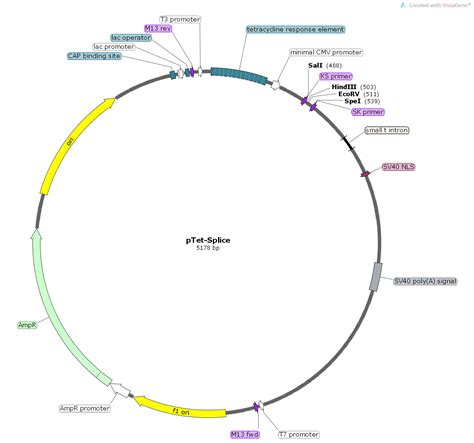 Ptet Splice Ptetsplice载体质粒图谱、序列、抗性、价格、测序引物、大小等信息 生物风载体
