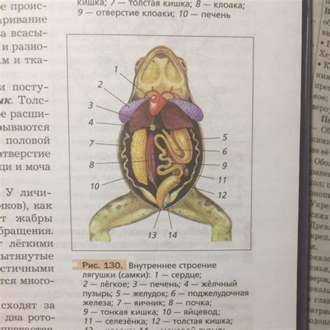 Обозначьте органы Лягушки изображенные на рисунке Школьные Знания Com