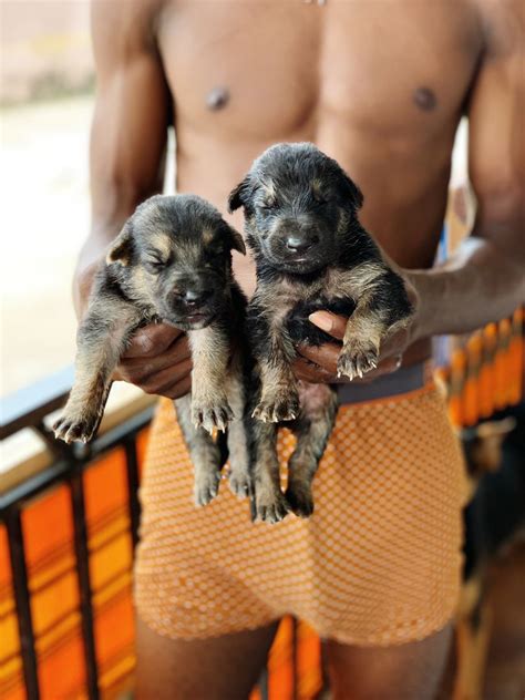 Both Sex German Shepherd Puppies Available For Sale In Ibadan Pets