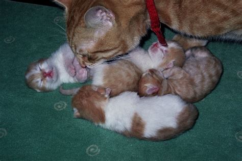 Czy Małe Koty Robią Kupy Fundacja Dla Kociąt Osieroconych Cali Mali Blog