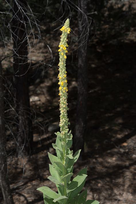 Verbascum Thapsus Common Mullein