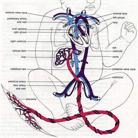 Diagram Of Fetal Circulation Quizlet