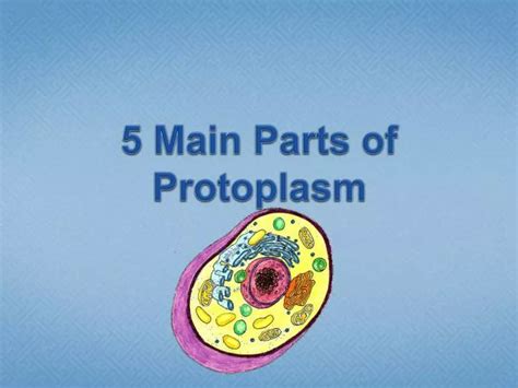 Protoplasm Definition And Function Biology Dictionary