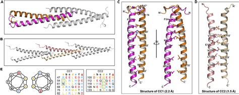 Crystal Structures Of Rpgrip1l Cc1 And Cc2 And Detailed Interactions Download Scientific
