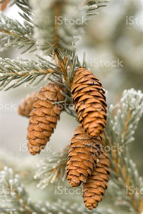 Frosty 파인에서 안전구역 표시 콘 0명에 대한 스톡 사진 및 기타 이미지 0명 겨울 사진 이미지 Istock