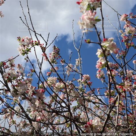 青空に咲く桜の写真・画像素材 5879617 Snapmart（スナップマート）