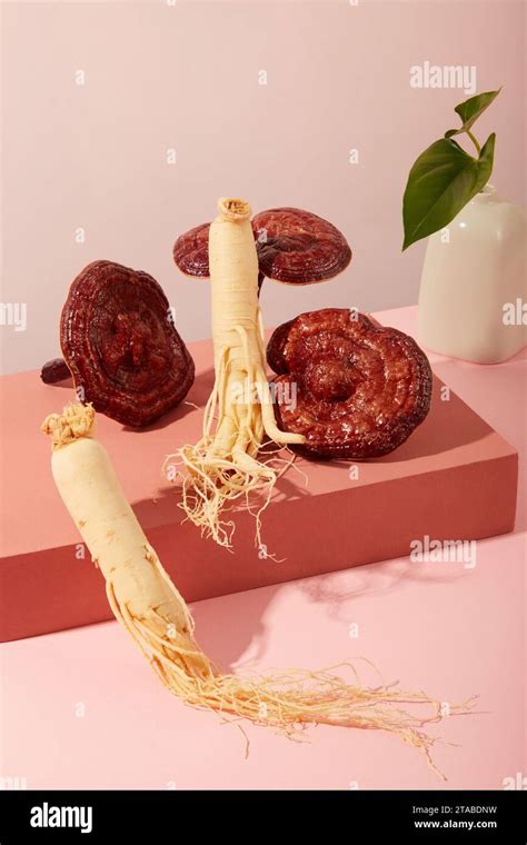 Herbal Medicine Concept For Advertising Product Ginseng Roots And Ganoderma Mushroom Displayed