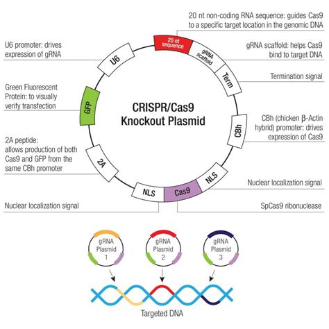 TMEM106B CRISPR Knockout And Activation Products H SCBT Santa