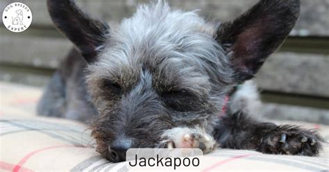 Jackapoo A Hybrid Jack Russell And Poodle Cross