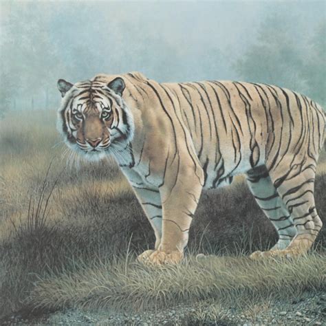 Charles Fracé Offset Lithograph Royal Bengal 1985 Ebth