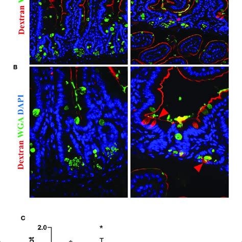 Thermoneutral Housing Temperature Alters Structural Patterning Of