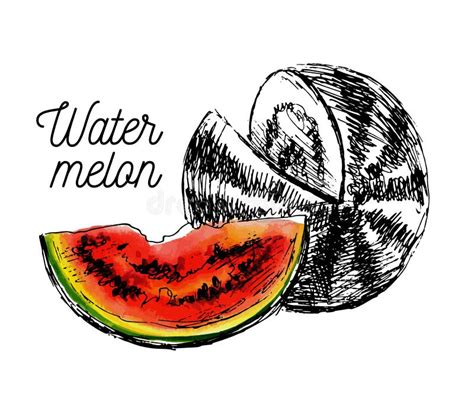 Hello Summer Slogan Watercolor Illustration Of Watermelon On Texture