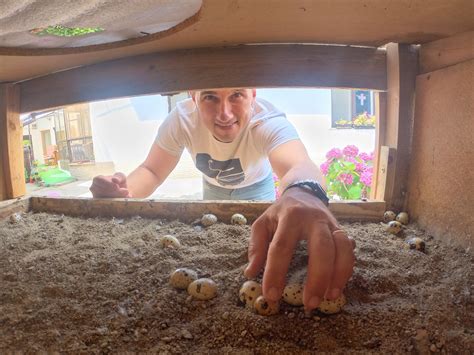 The Ultimate Guide To Raising Quail For Beginners This Happy Farm