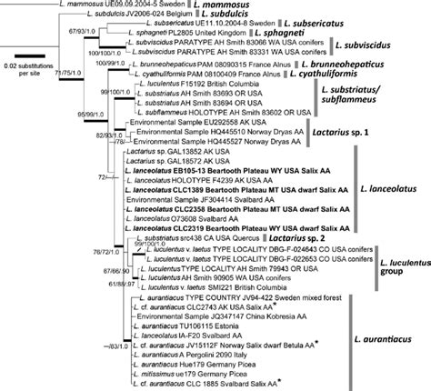 Combined Itsrpb2 Bayesian 50 Majority Rule Consensus Tree Of