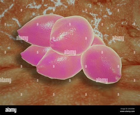 Microscopic View Of Birch Tree Pollen Birch Tree Pollen Is Considered To Be An Important