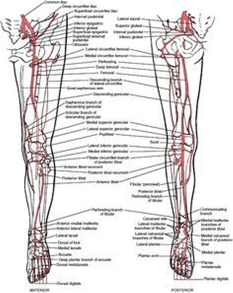 Veins And Arteries Of The Leg Diagram