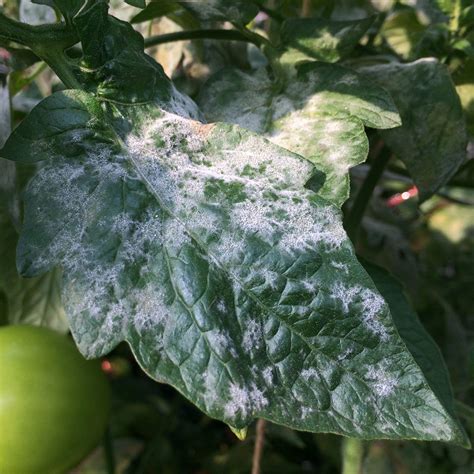 Get The Best Natural Fungicide Available For Outdoor Garden