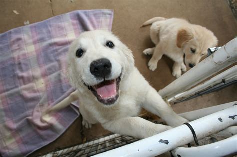 Your Dog Training Questions My Dog Jumps On Everyone Houston Pettalk