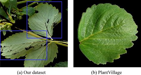 Leaf Image After Otsu Download Scientific Diagram