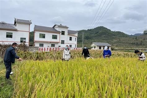 观山湖区百花湖镇：粮食增产丰收 农民乐开了花医药医改频道东方养生