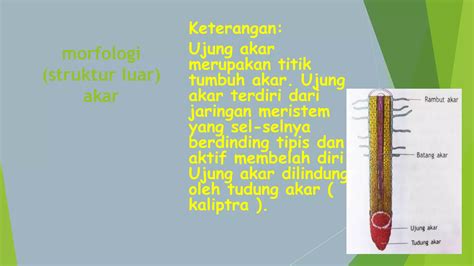 PPT-Struktur-dan-Fungsi-Tumbuhan ADHIXIONS.pptx