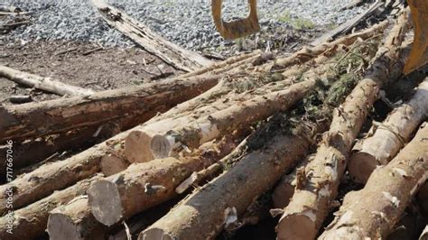 Logging Industry Vehicle Using Crane To Pile Up Timber Material Timber Material Stacked Into
