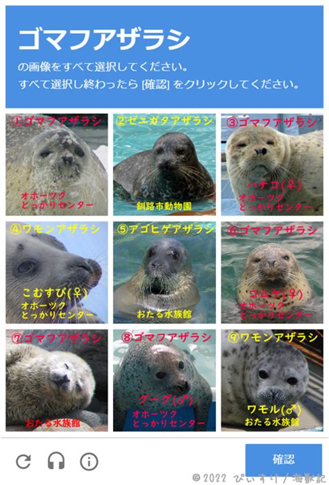 ゴマフアザラシ アザラシ 親子 229933