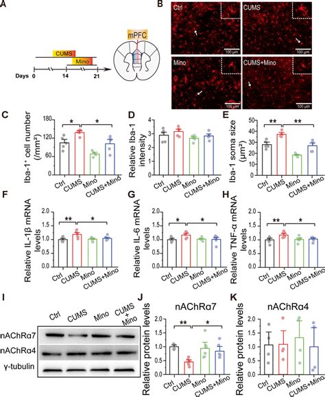 Minocycline Prevents Cums Induced Neuroinflammation In Mpfc A