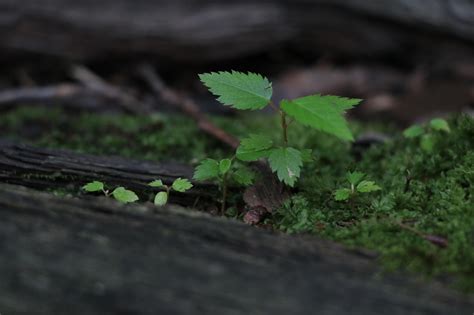 发芽 植物 幼苗 Pixabay上的免费照片 Pixabay