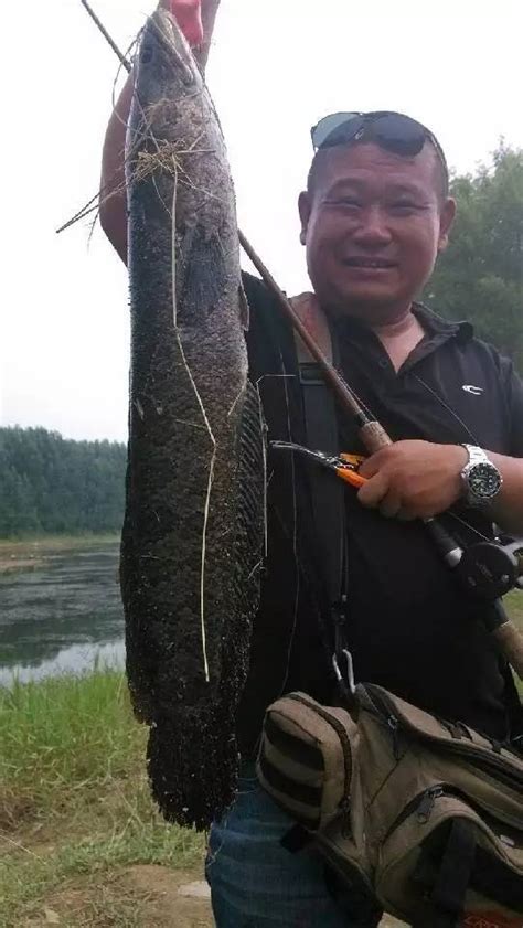 几百的鱼竿，扛不住大黑鱼蛮劲，断竿擒获黑老大场子距离支起