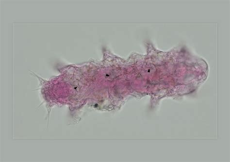 New Marine Tardigrade Water Bear Species Discovered Marine
