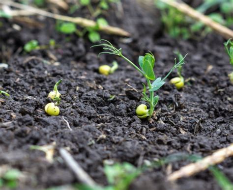 The Importance Of Soil Health In Organic Farming Tips